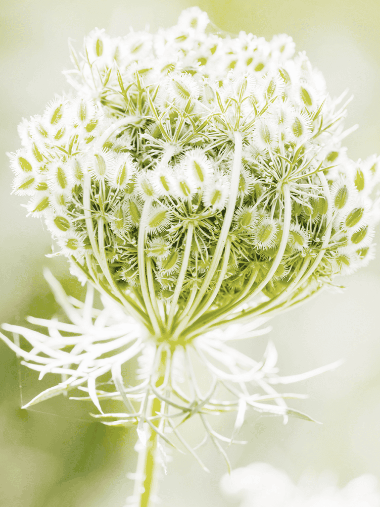 ANDA Super Nutrient Balm - Kerstin Florian Skincare | Luxury, Natural ...